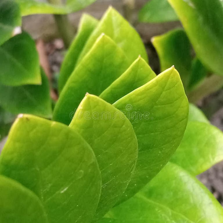 Leaf Concept on Natural Background with Abstract Structure in Asia ...