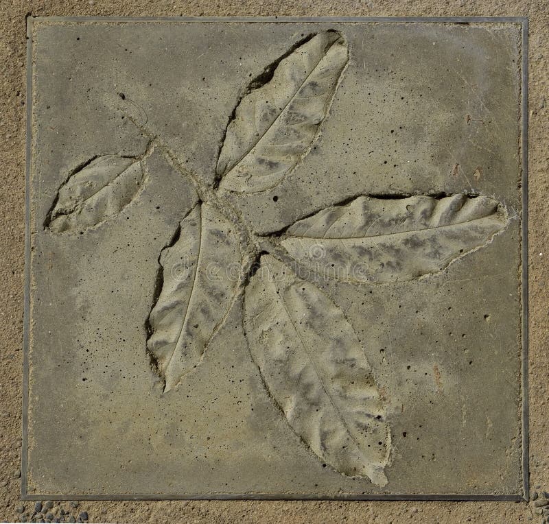 Leaf concrete stamp stock image. Image of leaves, emboss - 13826649
