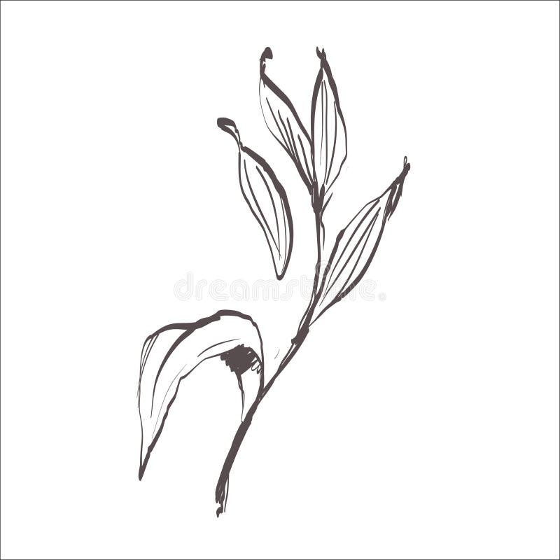 Leaf Sketch Contour Doodle on the White Background Stock Vector ...