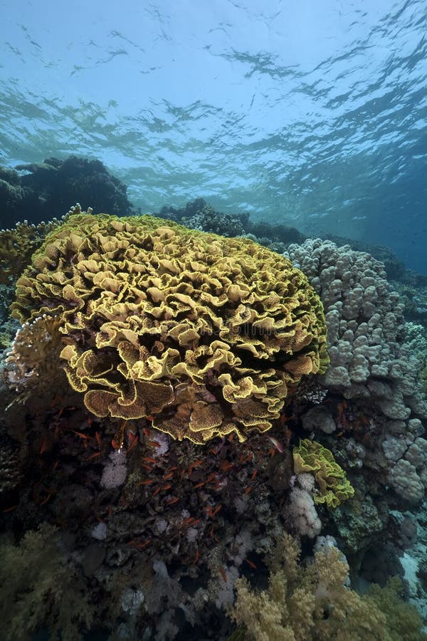 Coral reef in Red sea stock photo. Image of coral, activity - 7868140