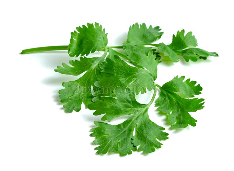 Leaf Coriander or Cilantro Isolated on White Background ,Green Leaves ...