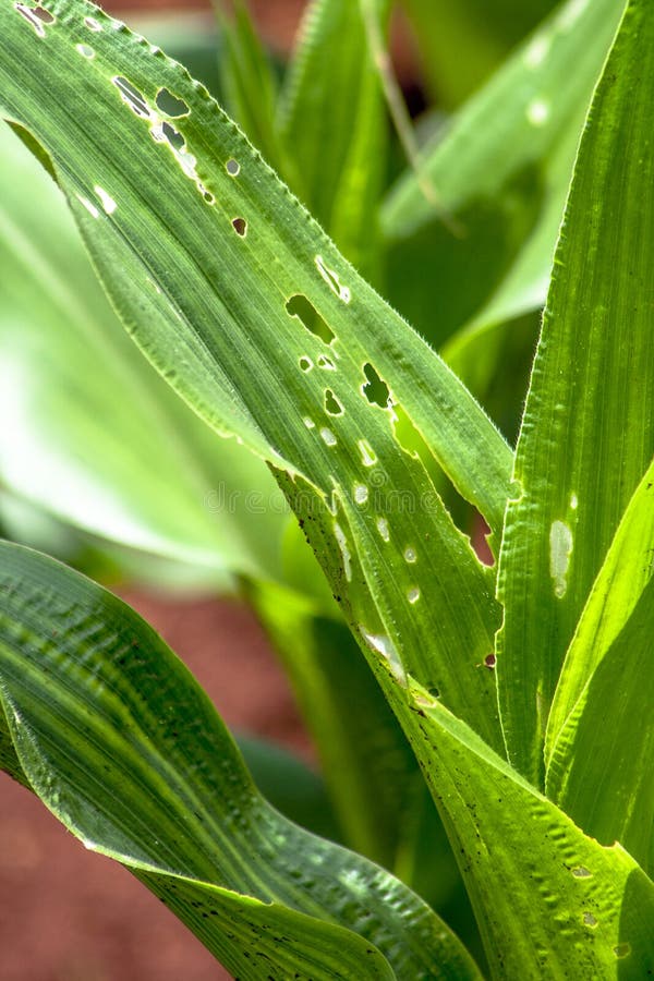 Leaf of corn stock image. Image of cultivation, farm - 94378919