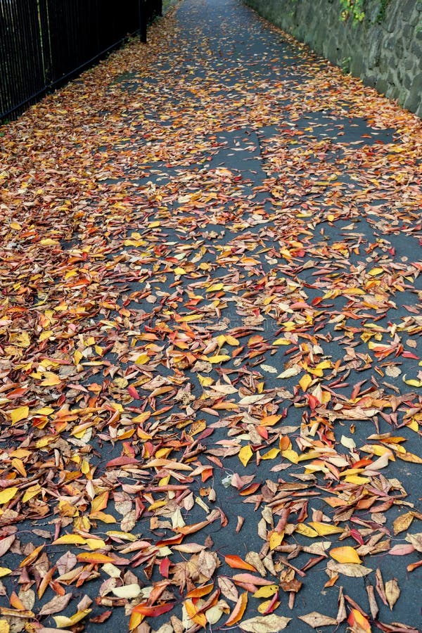 Leaf Covered Footpath in Autumn Stock Photo - Image of nature, season ...