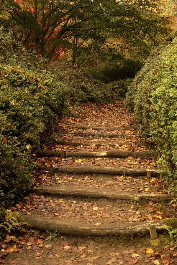 Leaf Covered Forest Path with Steps Stock Photo - Image of seasonal ...