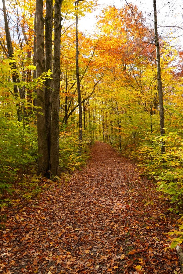 Hiking Trail through the Woods in Autumn Stock Photo - Image of natural ...