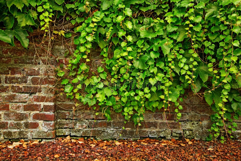 Leaf Covered Old Brick Wall Stock Image - Image of detail, stone: 32754047