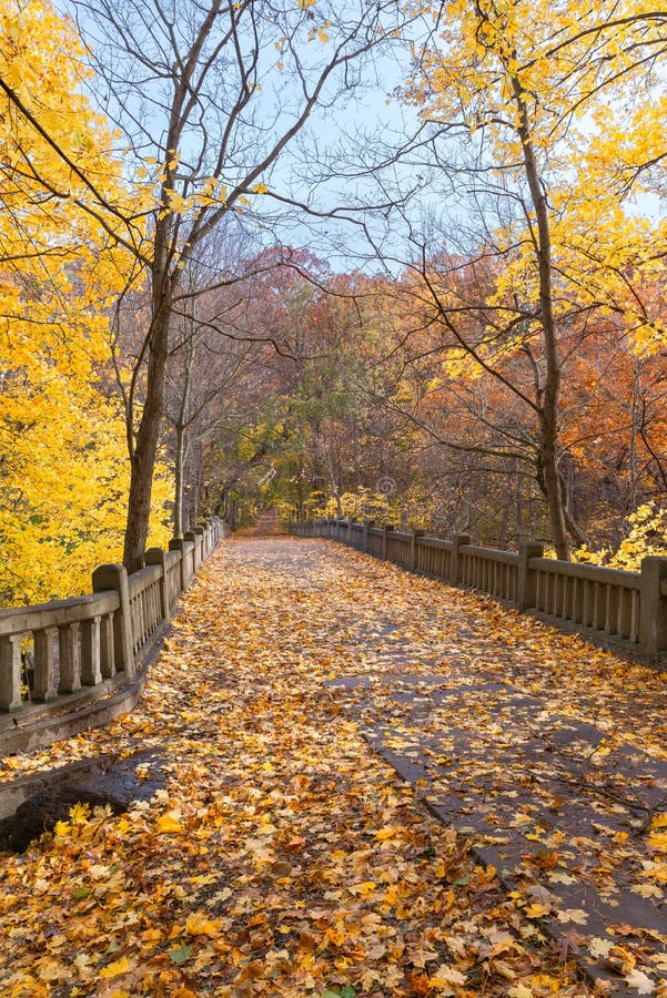 Leaf covered path stock photo. Image of environment - 235074822
