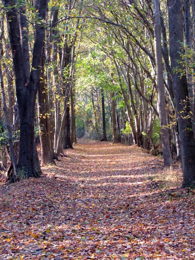 Leaf Covered Path stock image. Image of colors, path - 55191183