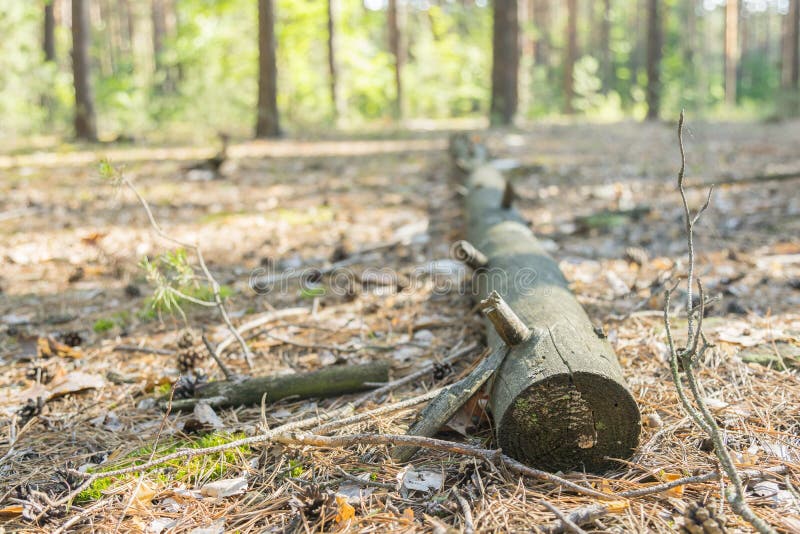 Leaf Covered Path in Forest with Fallen Logs. a Fallen Tree in the ...