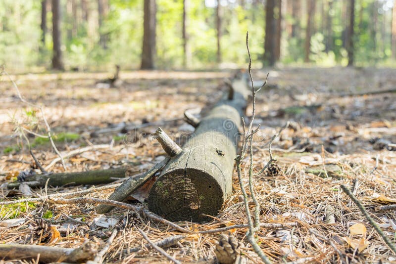 Leaf Covered Path in Forest with Fallen Logs. a Fallen Tree in the ...