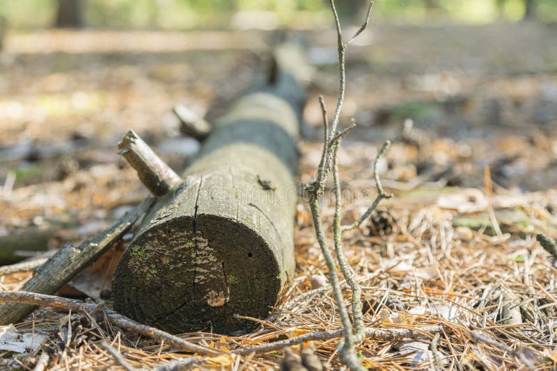 Leaf Covered Path in Forest with Fallen Logs. a Fallen Tree in the ...