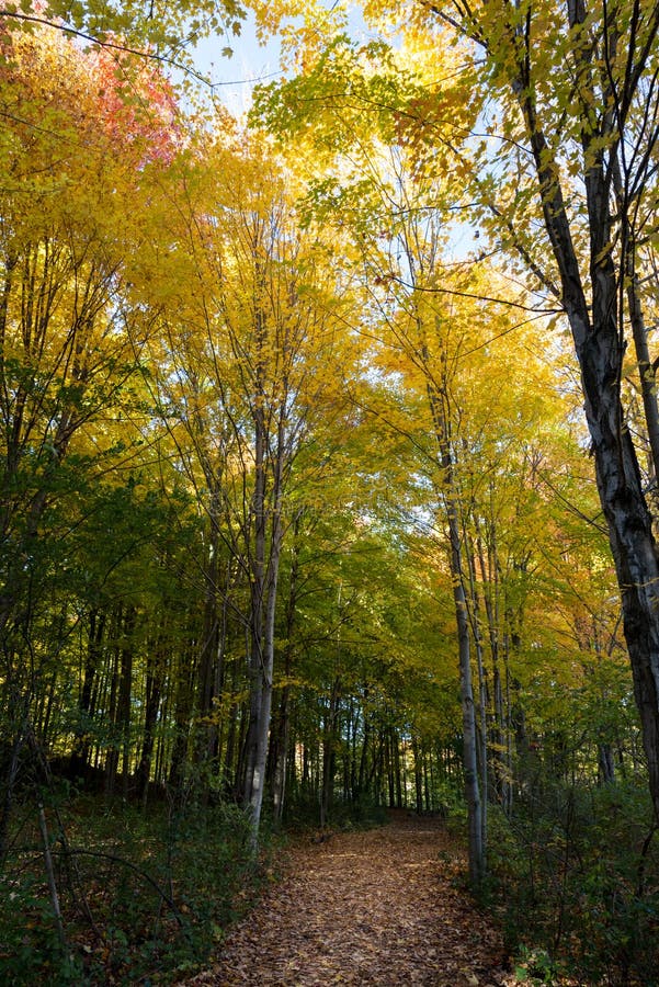 A Leaf Covered Path into a Forest Topped with Yellow Leaves Stock Image ...