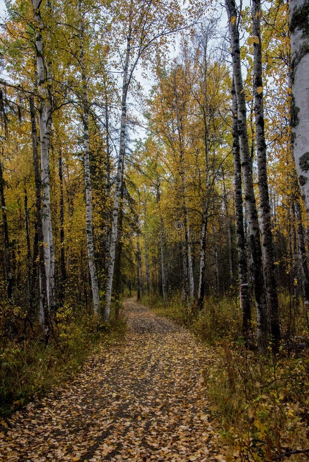 Leaf Covered Path stock photo. Image of leaves, wood - 100828124