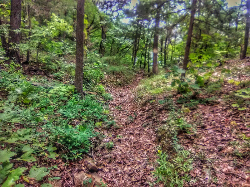Leaf Covered Path in the Woods Stock Photo - Image of woods, leaf ...
