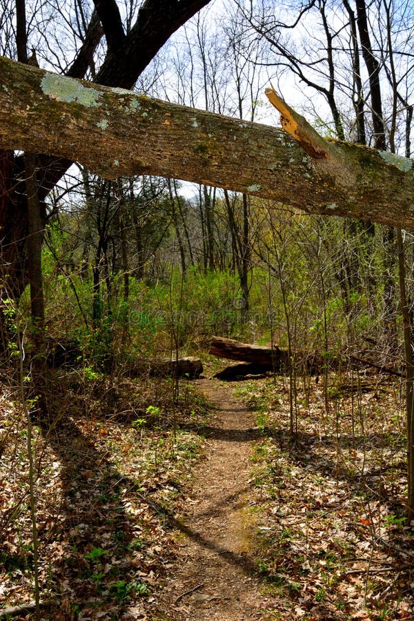 A Beautiful New Wooded Bike Path in Spring Stock Image - Image of ...