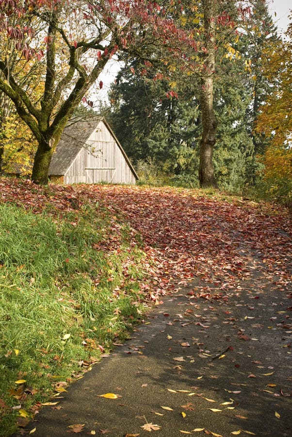 Leaf covered road stock photo. Image of sunshine, shadows - 7003164