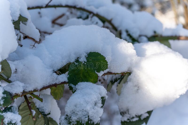 A Leaf is Covered in Snow. the Snow is White and Fluffy Stock Image ...