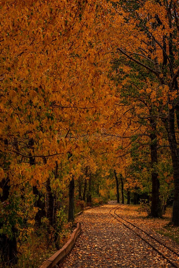 Leaf Covered Trail through an Autumn Forest Stock Photo - Image of ...
