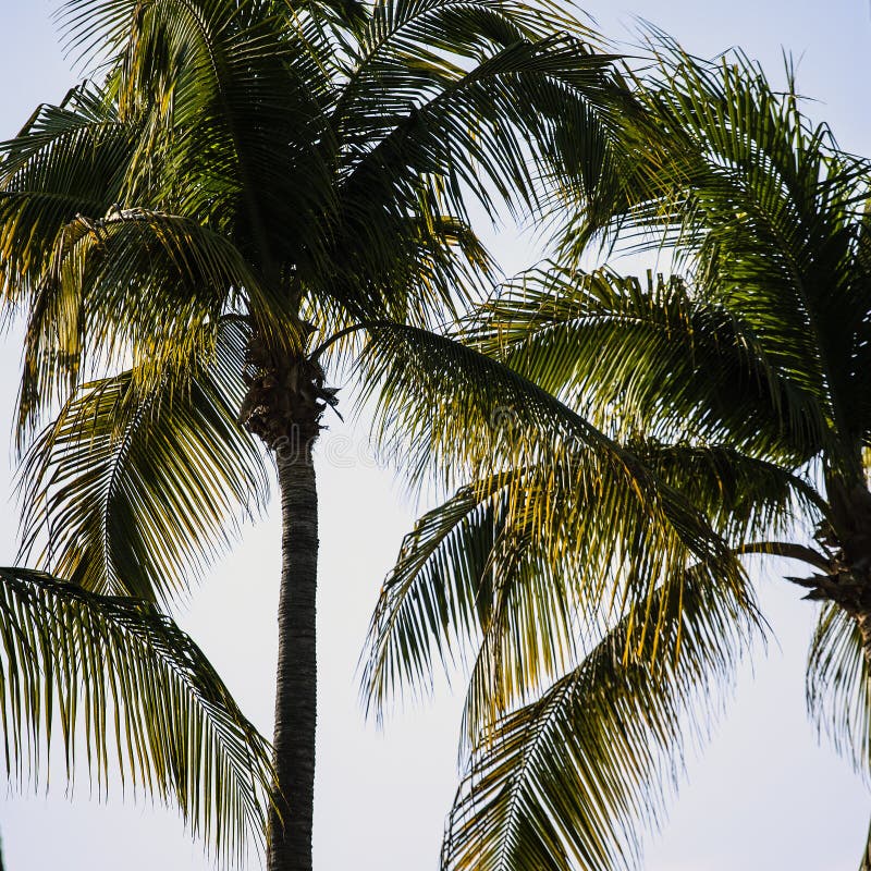 These Leaf Crowns of Coconut Palms Give a Nice Diffuse Light Stock ...