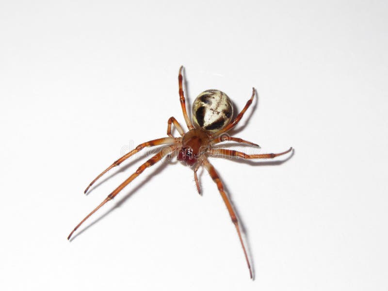 Leaf-Curling Spider (Phonognatha Graeffei) Catches Prey in the Web in ...