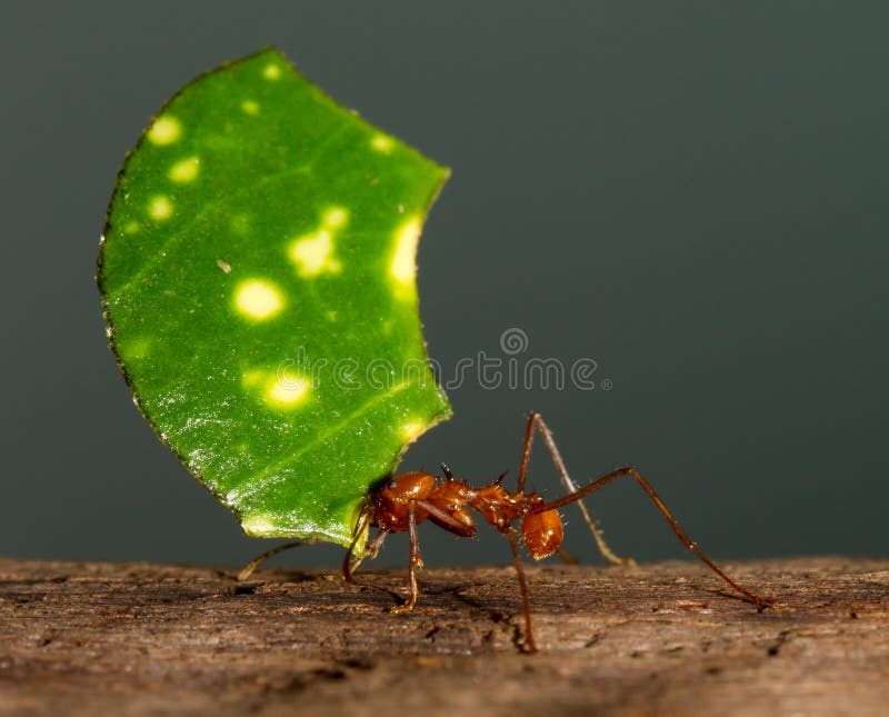 Leaf cutter ant stock photo. Image of brown, insect, cutter - 3728866