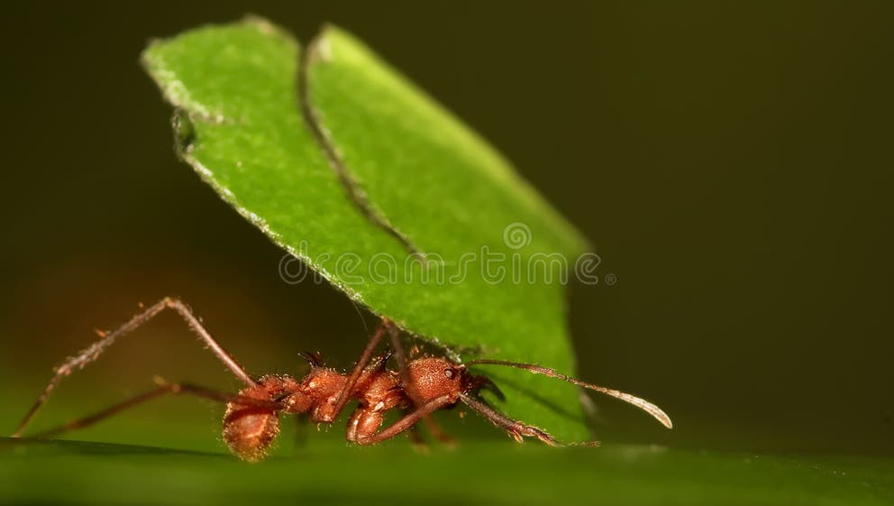 Leaf cutter ant stock photo. Image of brown, insect, cutter - 3728866