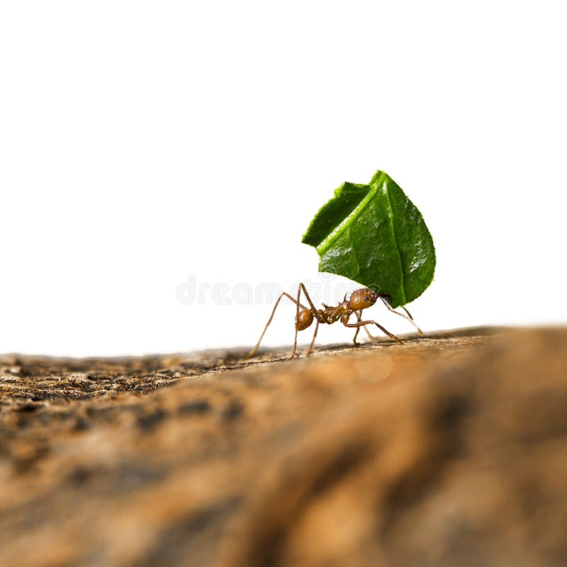 Leaf-cutter Ant Carrying Leaf Piece On Tree Log Stock Photo - Image of ...