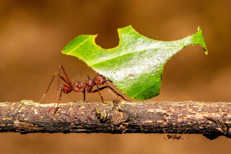 Leaf Cutter Ant stock photo. Image of leafcutter, wildlife - 278663812