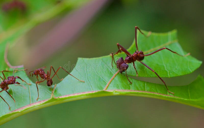 Leaf Cutter Ant cutting 3 stock photo. Image of full - 55360738