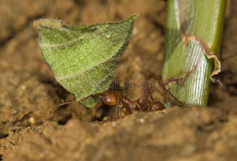 Leaf cutter ant with leaf stock image. Image of carrying - 28801185