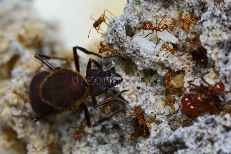 Leaf Cutter Ant Queen with Her Soldiers. Stock Image - Image of nature ...