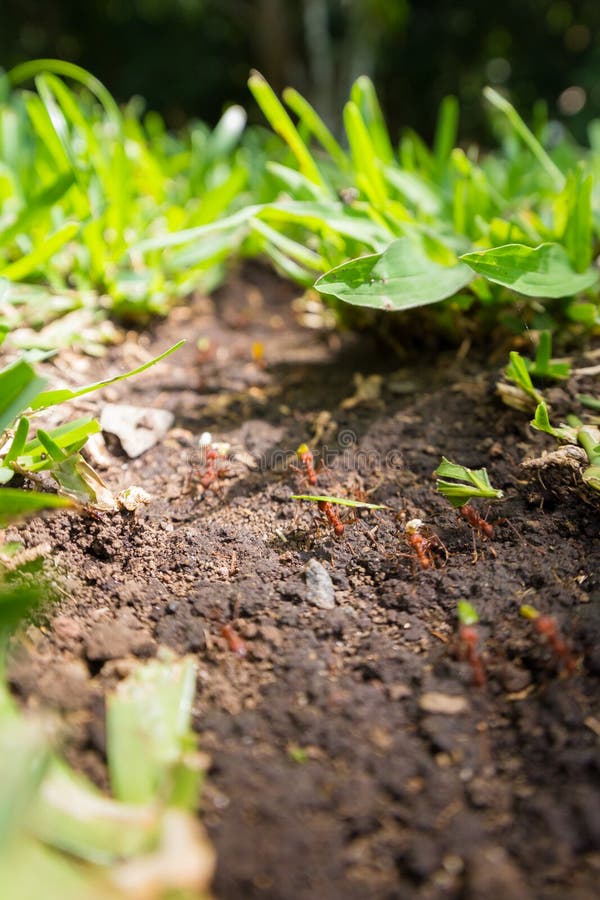 Leaf cutter ants stock image. Image of insect, determination - 96633295