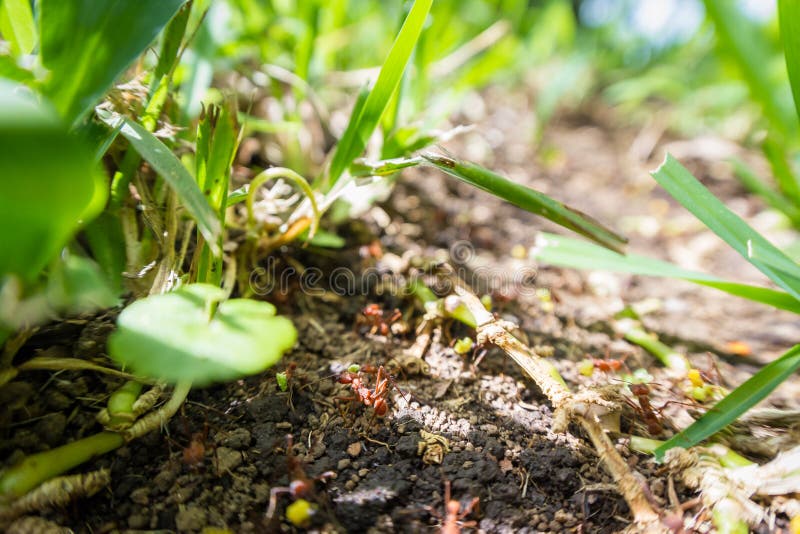 Leaf cutter ants stock image. Image of detail, effort - 96633871