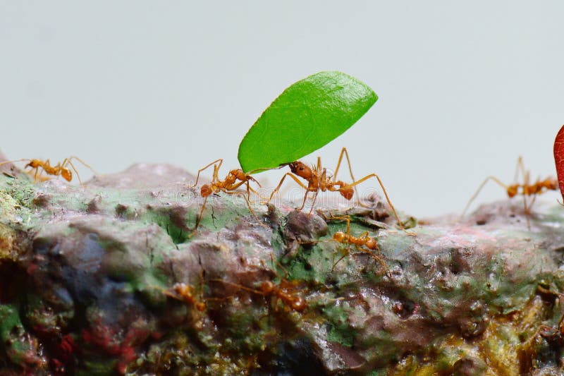 Leaf Cutter Ants stock photo. Image of colony, hymenoptera - 3349044