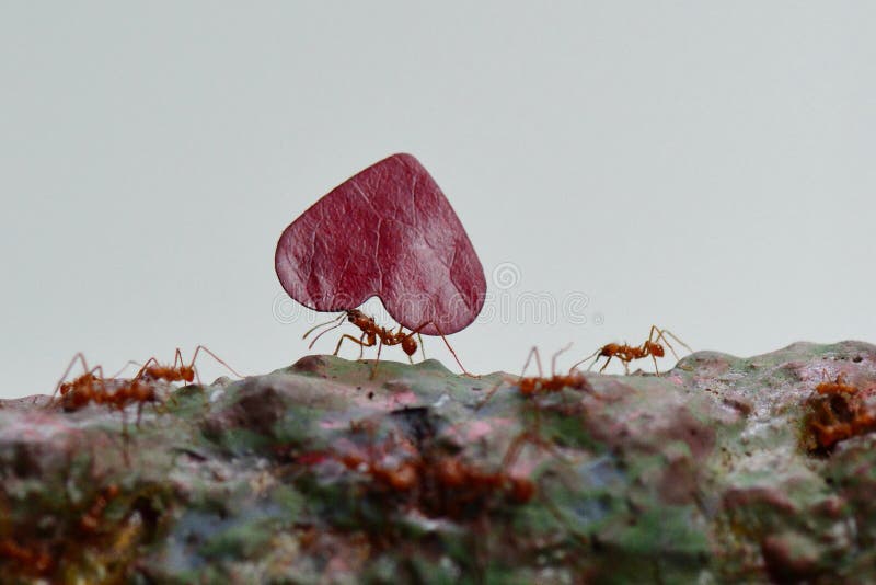 Leaf cutter ants at work stock photo. Image of legs - 116762774