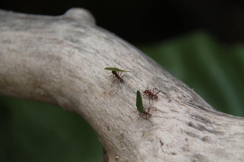 Leaf Cutter Ants. stock image. Image of animal, people - 320835419