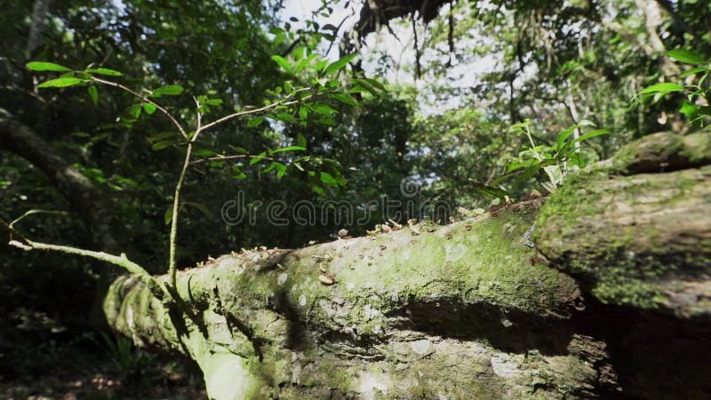 Leaf Cutter Ants Crawling Across a Fallen Tree in Rainforest Stock ...