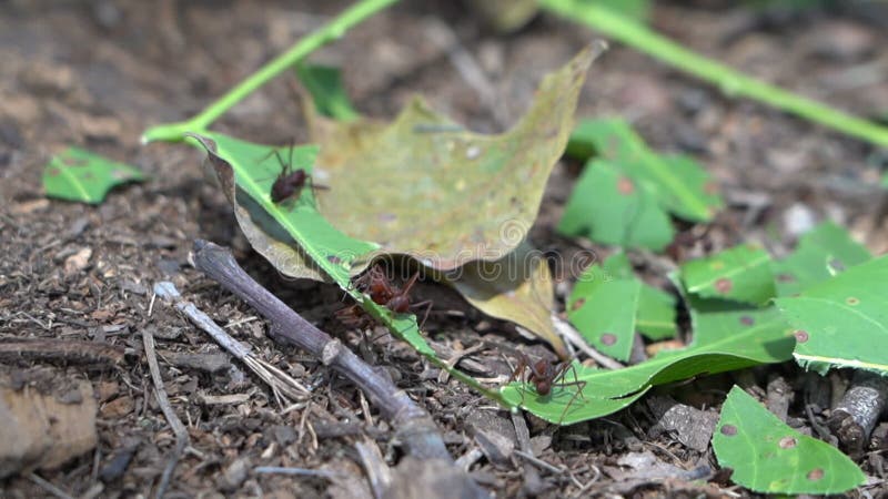 Leaf Cutter Ants Crawling through the Tropical Rain Forest Stock Video ...