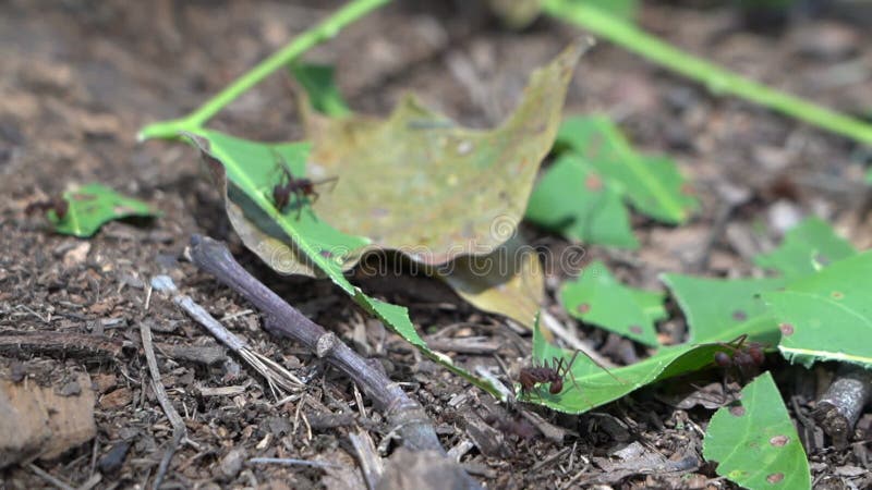 Leaf Cutter Ants Crawling on the Ground in Rainforest Stock Footage ...