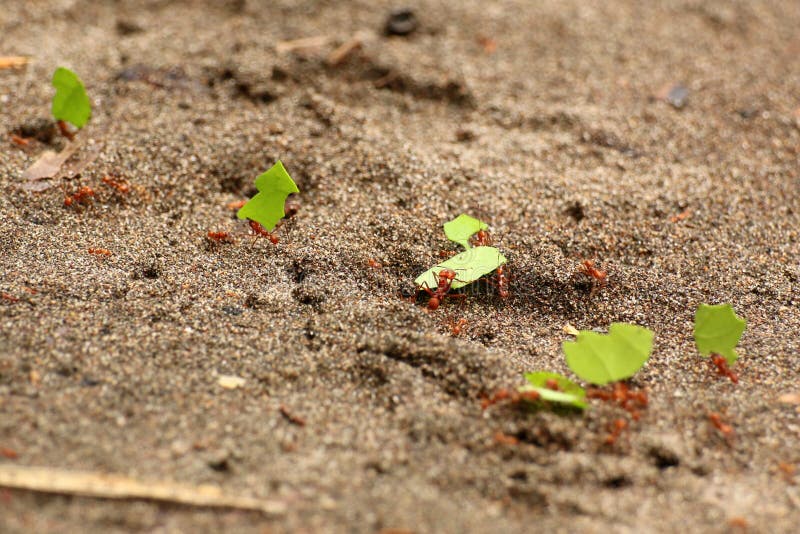 Leaf cutter ants stock image. Image of green, fauna - 102699295
