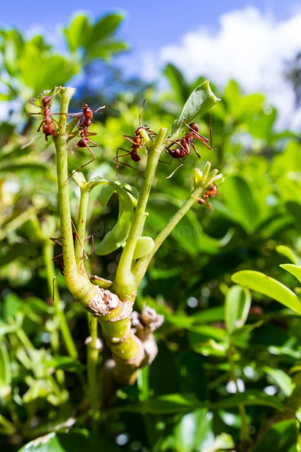 Leaf cutter ants stock image. Image of green, relentless - 108991895