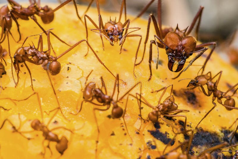 Atta Cephalotes Soldier Leafcutter Ant Leaf Cutting Stock Photos - Free ...