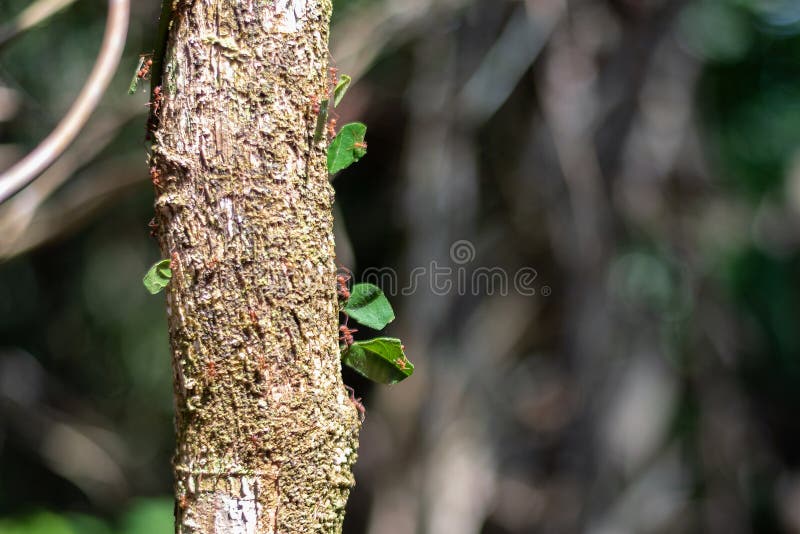 Leaf Cutter Ants on a Tree in the Amazon Jungle Stock Photo - Image of ...