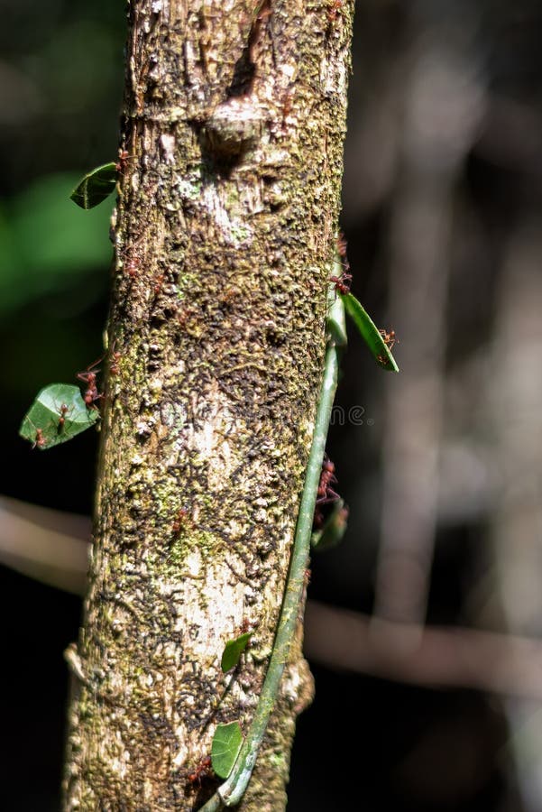 Leaf Cutter Ants on a Tree in the Amazon Jungle Stock Photo - Image of ...