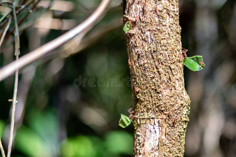 Leaf Cutter Ants on a Tree in the Amazon Jungle Stock Photo - Image of ...