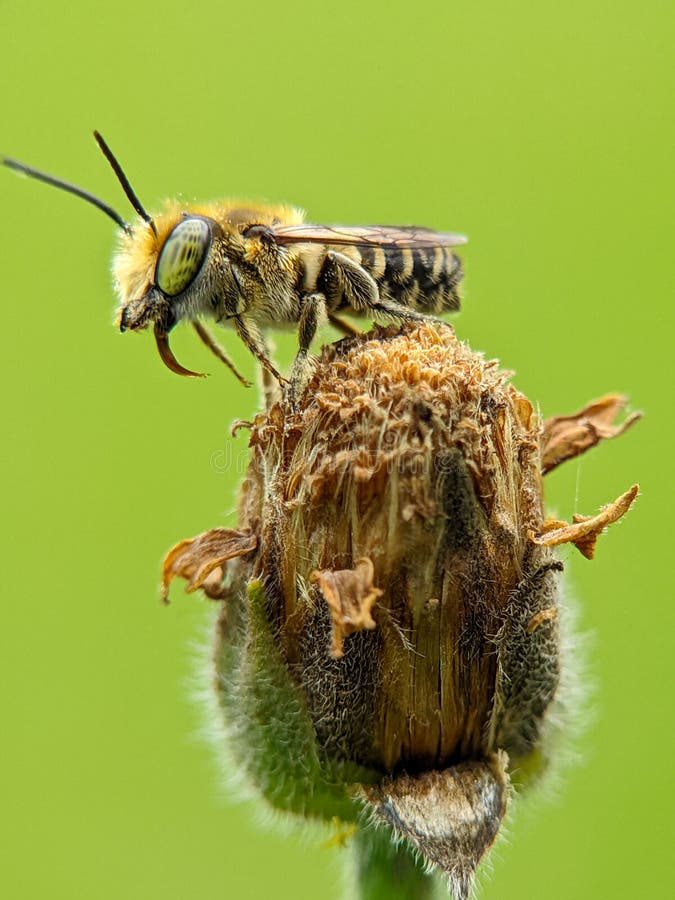 Leaf cutter bee stock photo. Image of pest, honeybee - 250296592