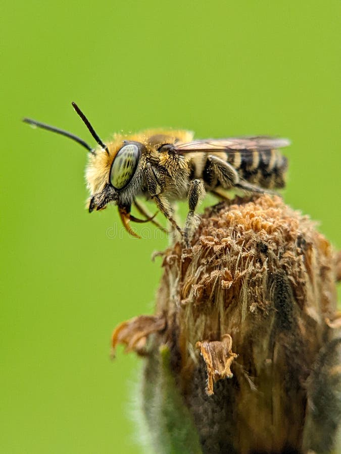 Leaf cutter bee stock photo. Image of pest, animal, wasp - 250296598