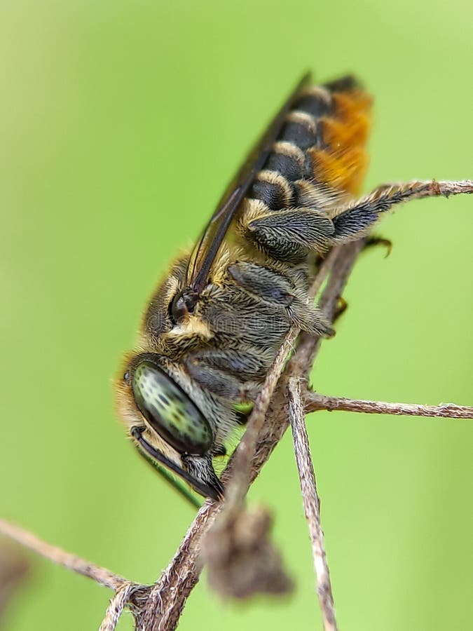 Leaf Cutter Bee Biting on Branch Stock Photo - Image of insect, biting ...