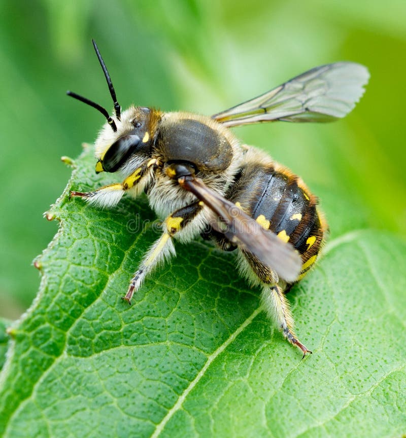 Leaf cutter bee stock image. Image of flowers, cutter - 36981173