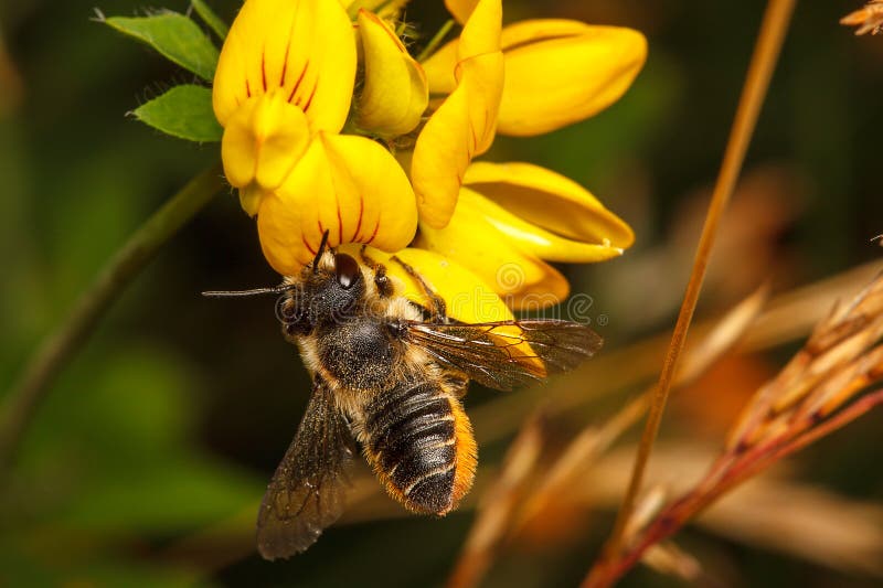 Leaf Cutter Bee stock photo. Image of insect, ecology - 92948480